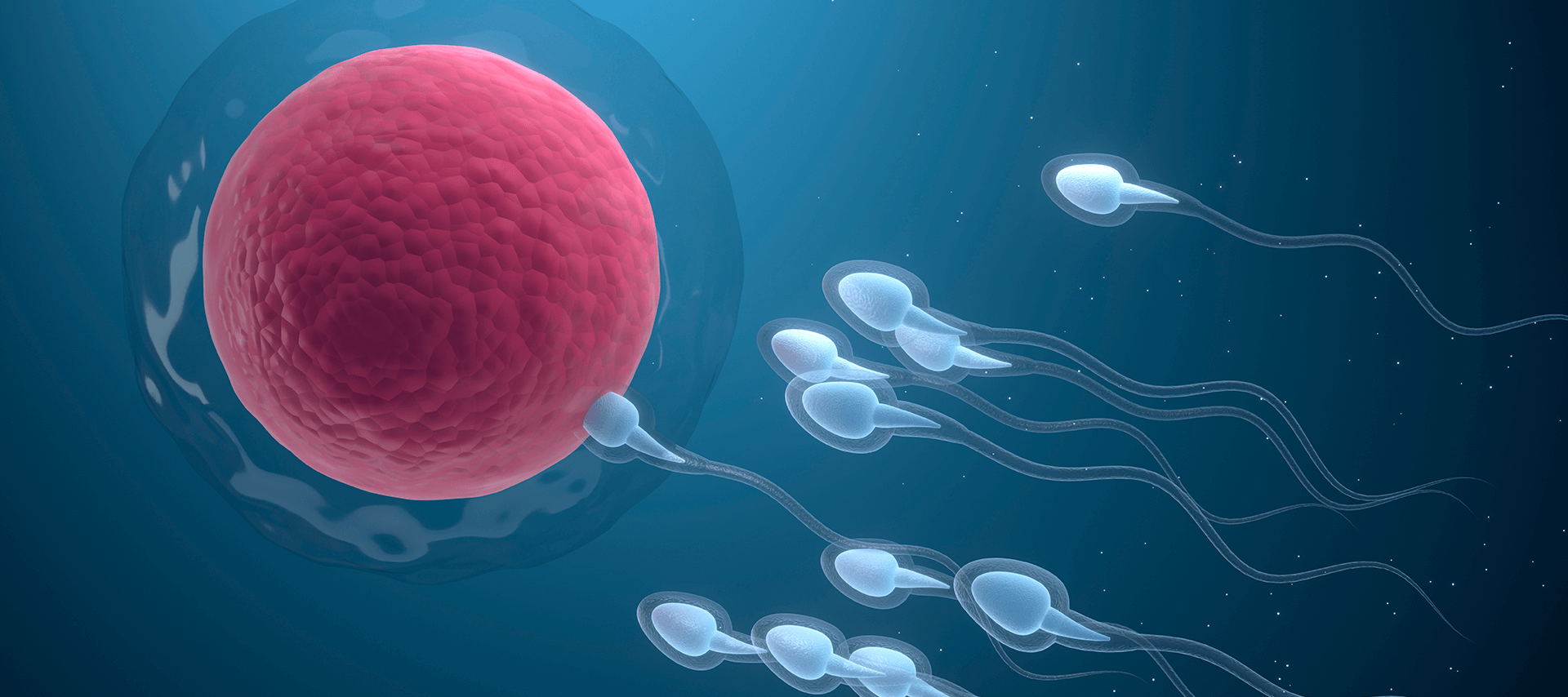 INVOcell - Procreate Fertility Center of Virginia | Infertility Clinic ...